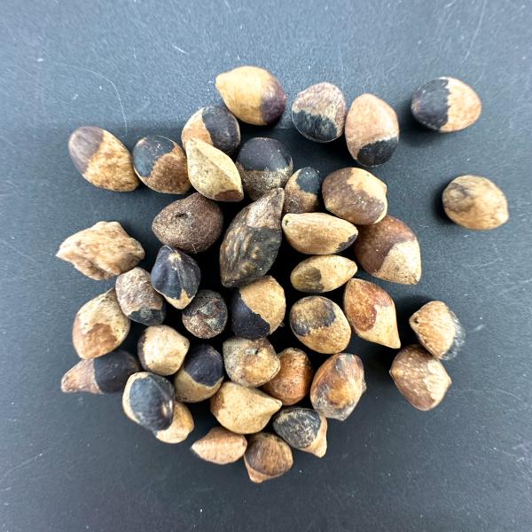 コミフォラ・アプレバリー (Commiphora aprevalii)の種子の販売です。1セット10粒コミフォラ・アプレバリー の販売実績2023年8月　入荷、販売中