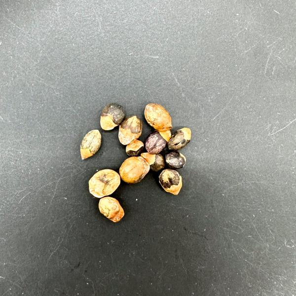 コミフォラ(Commiphora glaucescens)の種子の販売です。1セット3粒コミフォラの販売実績2023年8月　入荷、販売中