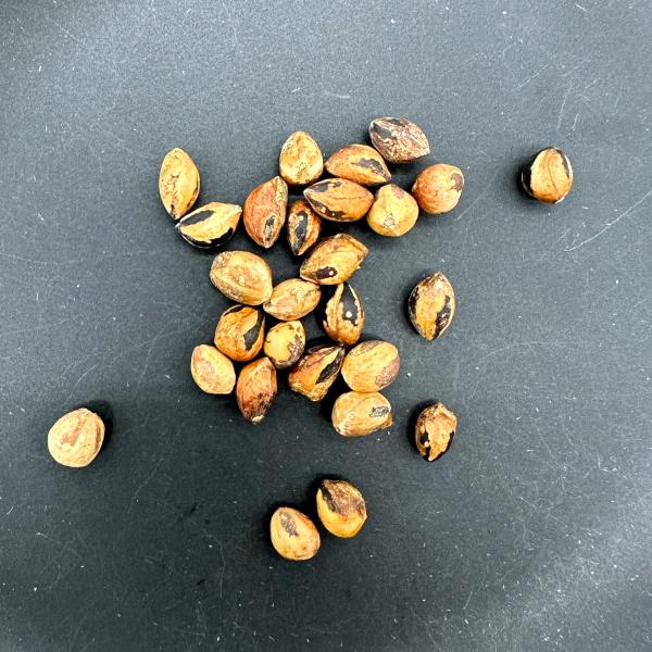 コミフォラ(Commiphora multijuga)の種子の販売です。1セット3粒コミフォラの販売実績2023年7月　入荷、販売中