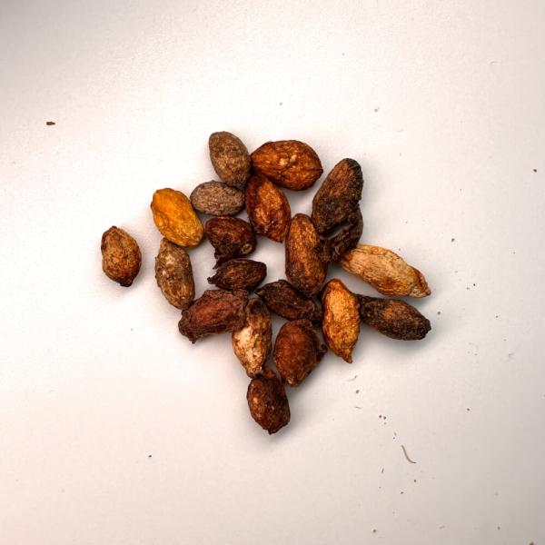 キフォステンマ・マクロプス(Cyphostemma uter v macropus)の種子の販売です。1セット10粒キフォステンマ・マクロプスの販売実績2024年2月　入荷、販売中