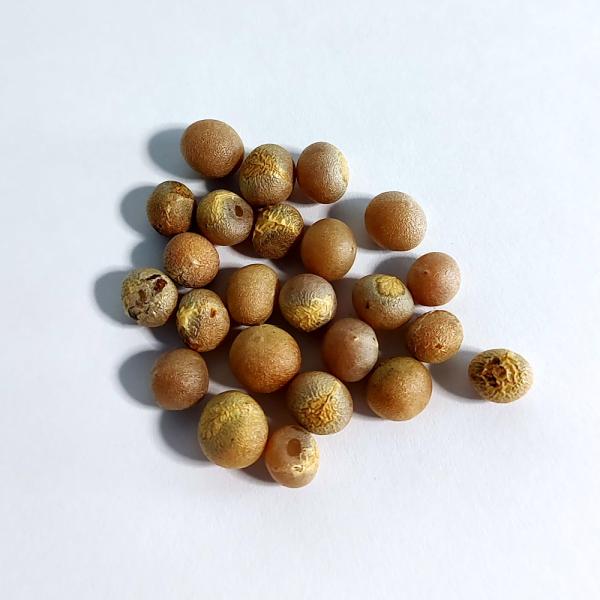 ドラセナ・ドラコ 竜血樹(Dracaena draco)の種子の販売です。1セット10粒ドラセナ・ドラコ 竜血樹の販売実績2024年7月　入荷、販売中