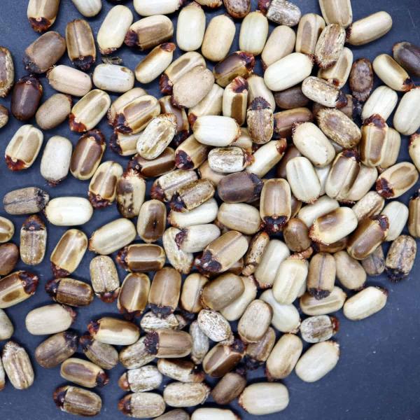 ヤトロファ・エレンベッキー(Jatropha ellenbeckii)の種子の販売です。1セット3粒ヤトロファ・エレンベッキーの販売実績2023年4月　入荷、販売中