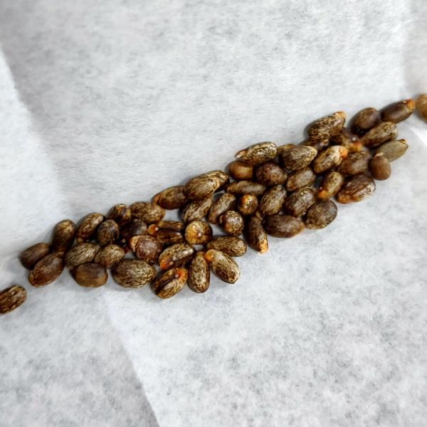 ヤトロファ・マルギナータ(Jatropha marginata)の種子の販売です。1セット5粒ヤトロファ・マルギナータの販売実績2024年5月　入荷、販売中