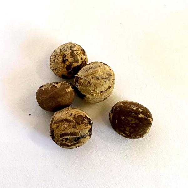 ヤトロファ・ムルチフィダ(Jatropha multifida)の種子の販売です。1セット5粒ヤトロファ・ムルチフィダの販売実績2022年10月　入荷、販売中