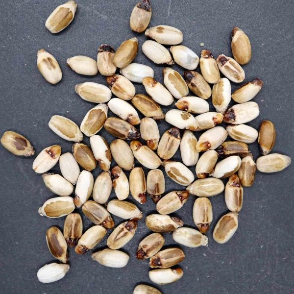 ヤトロファ・パラドクサ(Jatropha paradoxa)の種子の販売です。1セット1粒ヤトロファ・パラドクサの販売実績2023年4月　入荷、販売中