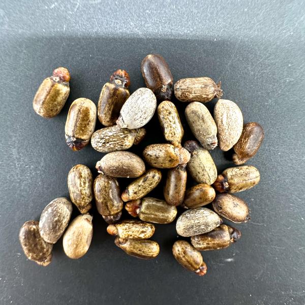 ヤトロファ・スピカータ(Jatropha spicata)の種子の販売です。1セット3粒ヤトロファ・スピカータの販売実績2023年8月　入荷、販売中