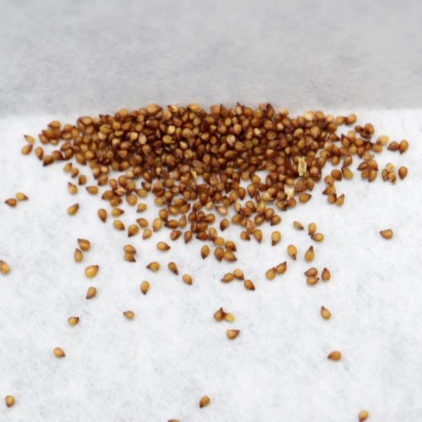 モニラリア・ピシフォルミス (Monilaria pisiformis)の種子の販売です。1セット20粒モニラリア・ピシフォルミスの販売実績2026年4月入荷、販売中2025年4月入荷、売り切れ 2023年4月入荷、売り切れ