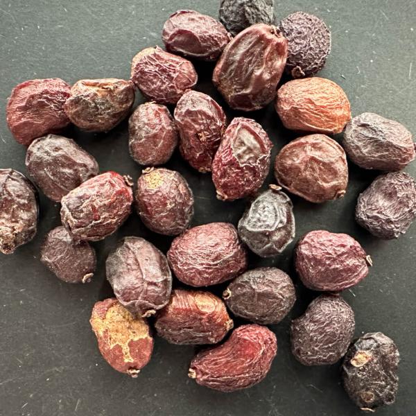 オペルクリカリア・ヒルスティッシマ(Operculicarya hirsutissima)の種子の販売です。1セット10粒オペルクリカリア・ヒルスティッシマの販売実績2025年4月　入荷、販売中