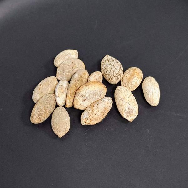 ピレナカンサ・マルビフォリア(Pyrenacantha malvifolia)の種子の販売です。1セット10粒ピレナカンサ・マルビフォリアの販売実績2024年11月　入荷、販売中