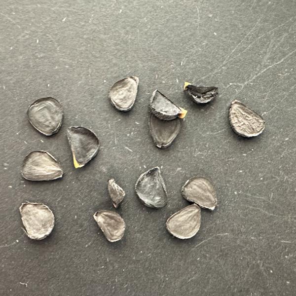 ユッカ・コアフイレンシス(Yucca coahuilensis)の種子の販売です。1セット10粒ユッカ・コアフイレンシスの販売実績2025年4月　入荷、販売中