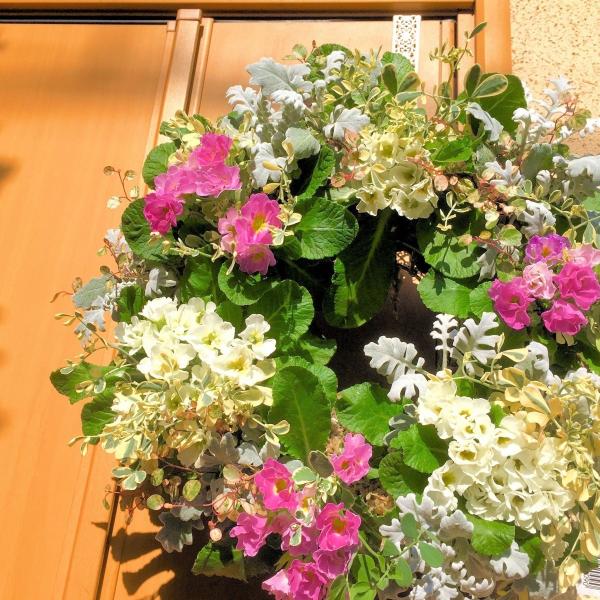 リース型を使用した、ギャザリング寄せ植えです。壁やフェンス、トレリスなどに掛けて楽しんでいただけます。リースは、永遠の象徴。贈り物にぴったりです！母の日の贈り物にもおススメ。母の日ギフトの場合は、5/8〜10日のいずれかの日にお届けいたしま...