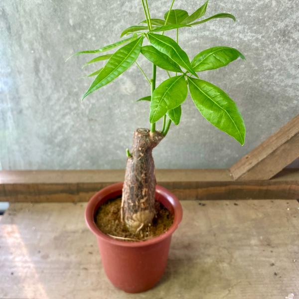 【発売日：2020年06月14日】手を広げたような５枚の葉が特徴的なパキラは、比較的乾燥に強く、丈夫で害虫もつきにくいため、初心者におすすめの観葉植物です。インテリアとの相性も抜群で、樹形の大きさをコントロールしやすく、根もあまり張らないた...