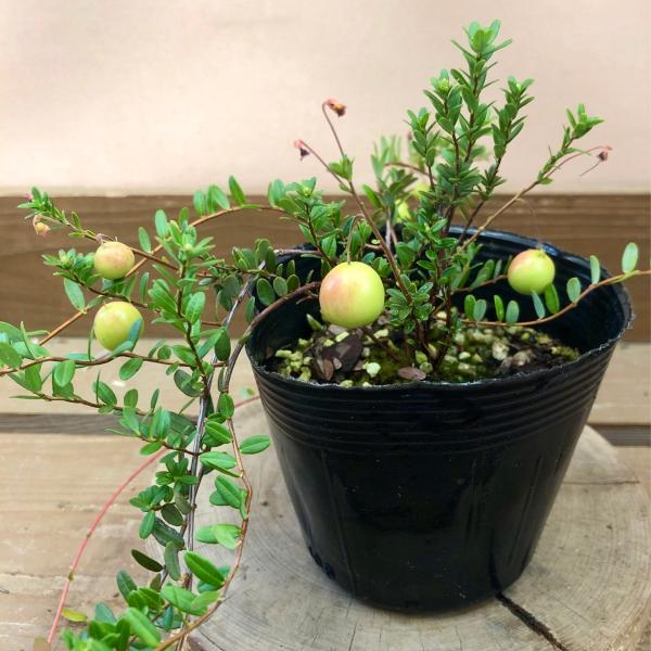 【発売日：2020年06月15日】クランベリーはうつむき加減に咲くピンクの花のあとに、まるくて赤い愛らしい実をつけるアメリカを代表する常緑果樹です。果実は酸味がとても強いので生食よりも、ジャム、ケーキ、シャーベット、果実酒、料理のソースに利...