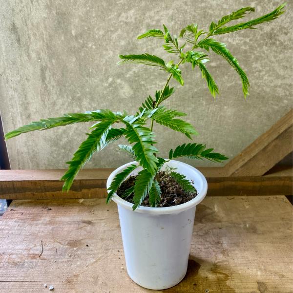 【発売日：2020年06月14日】細長い葉が集まり涼しげな葉姿が美しいエバーフレッシュ。東南アジアや中南米原産の熱帯性の植物です。スタイリッシュな見た目だけでなく、昼間は葉を広げ夜になると葉を閉じるユニークな性質も持っていることから、人気を...