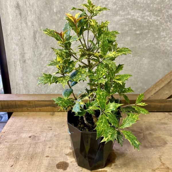 【発売日：2020年06月15日】新芽のころは赤みを帯びた葉っぱで、やがて斑入りの葉に変わっていく、クリーム色の斑が美しい常緑樹です。葉が鋭くとげとげしい形で、防犯用に生垣にされることもあります。【サイズ】4号鉢樹形、斑入り方など異なります...