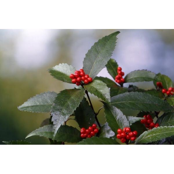 【発売日：2020年06月15日】冬の寂しい花壇に、真っ赤な実で彩りを添えてくれる千両。万両とともに、お正月飾りによく見かける植物です。樹高が1mほどの低木で、緑色の葉っぱを1年中茂らせていますよ。江戸時代までは、「仙寥花（センリョウカ）」...