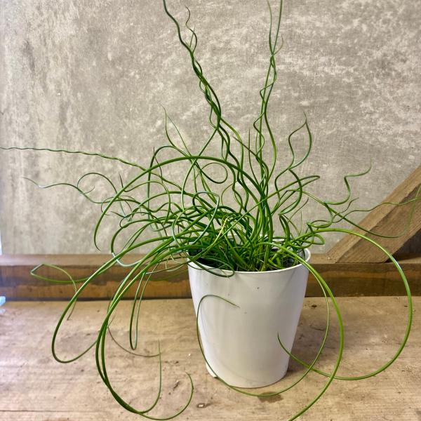 【発売日：2020年06月14日】ラセンイはイグサの突然変異によって生まれた園芸品種になります。美しい螺旋を描く面白い造形から、観賞用として流通しています。室内で観葉植物として飾ったり、戸外の半日陰の場所でも管理できます。古くから草もの盆栽...