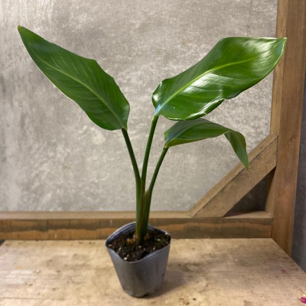 【発売日：2020年06月14日】エキゾチックな雰囲気のストレリチア・オーガスタは、日本でも人気があります。暑さや病気に強いため初心者でも育やすい観葉植物です。【サイズ】3号ポット※樹形など異なります。【水やり】春〜秋は、乾いたらたっぷりと...