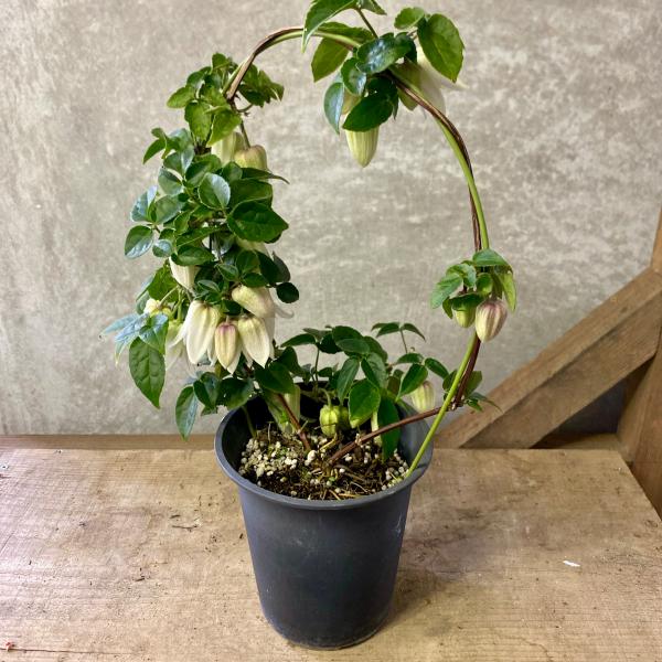 【発売日：2020年06月15日】常緑性の冬咲きクレマチス花弁はやや緑色がかったアイボリーホワイト、または白色で、ベル形の花を節々につけます。冬の澄んだ空気に、乳白色の優しい色合いとベル状の花姿が印象的で、魅了されること間違いなしです。【サ...