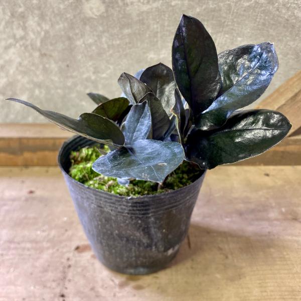 【発売日：2020年06月14日】ザミオクルカスは、熱帯アフリカ東部原産の肉厚な葉が美しい丈夫な観葉植物。レイヴンは黒葉のザミオクルカス。ツヤがある漆黒の葉はクールでスタイリッシュ【サイズ】4号ポット※樹形など異なります。【水やり】春〜秋は...