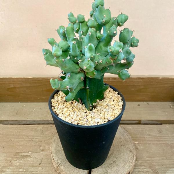 【発売日：2020年06月13日】多肉質のサイコロが密集してひと塊になったような草姿が個性的なユーフォルビア・クリビコラ。トウダイグサ科ユーフォルビア属に属する南アフリカ原産の多肉植物。台木に接ぎ木しているのでオブジェのような雰囲気が楽しめ...