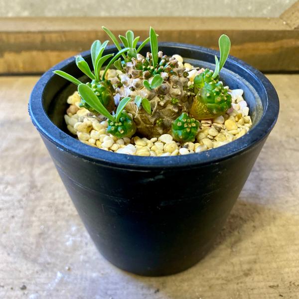 【発売日：2020年06月13日】峨眉山（がびさん）は、中国で世界遺産に登録されている中国三大霊山の一つで四大仏教聖地の一つになっている峨眉山の名前がつけられた、 日本で作出された丈夫な交配種です。 パイナップルの実のような株姿が人気の珍し...