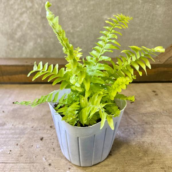 【発売日：2020年06月14日】ネフロレピスは緑豊かな葉を波打つように広げる美しいシダ植物。日陰でも育てやすいことから室内の観葉植物としても人気があります。どこか涼しげで羽を広げたような優雅な姿は、ハンギングにして高い位置から垂らすように...