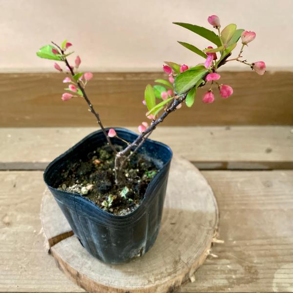 【発売日：2020年06月15日】かわいくてとってもユニーク！ハートが実る木です。6〜7月頃に小さな白い花を咲かせ、7月〜翌年1月頃まで、ハート型のかわいらしい実をつけます。太陽の光を良く当て、寒くなると、実の発色が良くなります。花言葉は『...