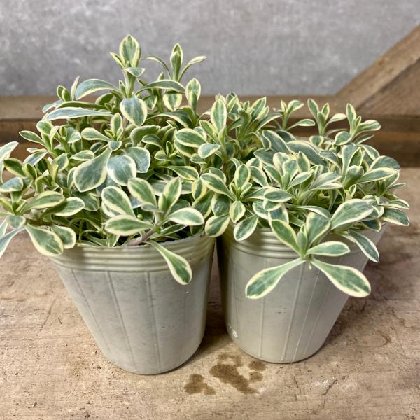 【発売日：2020年06月15日】ユニフローラはふんわりと丸い雰囲気で愛らしい一品。開花時期の4月〜6月に風船のように膨らんだ白色の花を咲かせてくれます。斑入りの葉も美しく、花のない時期も目を楽しませてくれます。茎はふんわりとしていて、垂れ...