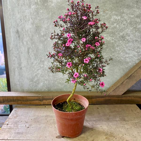 【発売日：2020年06月15日】秋から初夏にかけて、梅に似た花が咲くギョリュウバイ。花付きがよく、枝いっぱいに花が咲く姿は、見応えがあります！また、樹高が低く、鉢植えや生垣など色々なシーンで利用されることも人気の理由。【サイズ】4号鉢※樹...