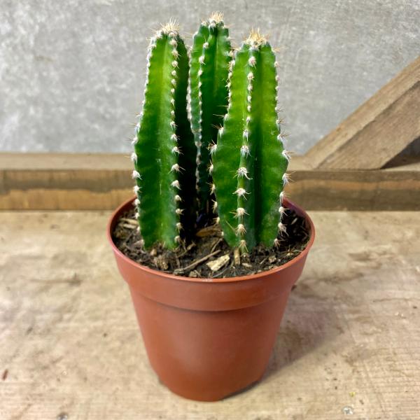 【発売日：2020年06月13日】縦に伸びたシンプルな樹形はどんな場所にも合います。個性的な見た目は、お部屋の雰囲気を変えてくれるのではないでしょうか？とても頑丈な植物ですので初心者の方にもおススメです【サイズ】3.5号鉢【水やり】土が乾い...