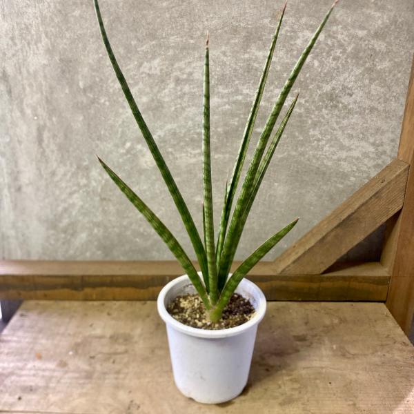 【発売日：2020年06月14日】葉の細さ、長さなど小さいタイプのサンスベリアではバランスがとれた品種です。鉢の大きさに対して葉がよく広がります。空気清浄効果が高いことや、丈夫さと育てやすさもあり、人気の観葉植物！！【サイズ】4号鉢※樹形ど...