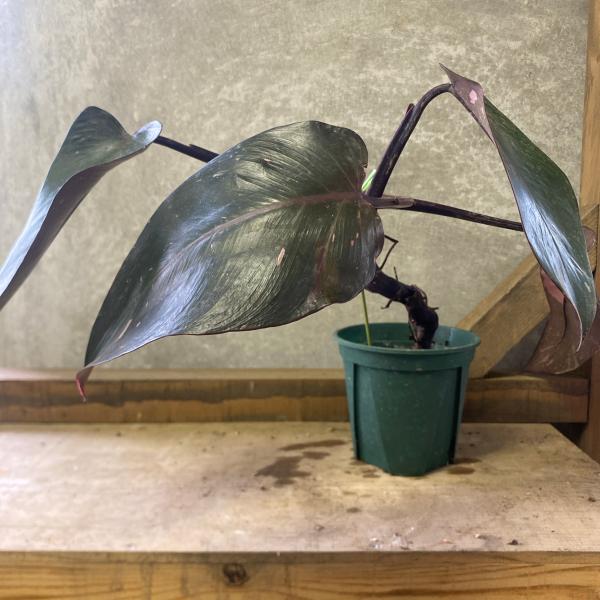 【発売日：2020年06月14日】エキゾチックな雰囲気で人気のフィロデンドロン。つる性タイプや、葉の模様もさまざまで、選ぶのに迷ってしまうほどバリエーションが豊富な観葉植物です。ピンクプリンセスはその名の通り、ピンク色に染まる斑を持つフィロ...