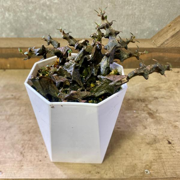 【発売日：2020年06月13日】色といい形といい、まるで龍が獲物に飛びかかるような見た目をした独特な姿をしています。全体としては緑褐色で、菱形の節がいくつも連なり、節の境と菱形の頂点から多肉質の葉が生えています。また少しゴムのような変わっ...