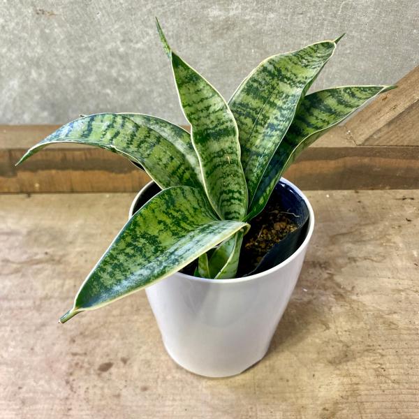 【発売日：2020年06月14日】小さくまとまる比較的小型の品種。銀色がかった葉は光の加減で銀色が映えて見えて美しい。空気清浄効果が高いことや、丈夫さと育てやすさもあり、人気の観葉植物！！【サイズ】3.5号鉢※樹形など異なります【水やり】乾...