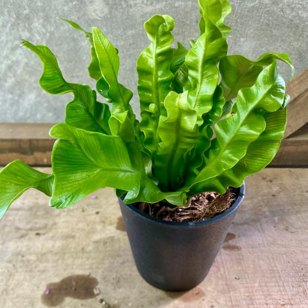 【発売日：2020年06月14日】アスプレニウムはシダ植物の一種で、波打つような葉が放射状に生えてくる姿が特徴の観葉植物【サイズ】3.5号鉢※樹形など異なります。【水やり】春〜秋は、土の表面が乾き始めたらやります。冬は乾いたらやります水やり...