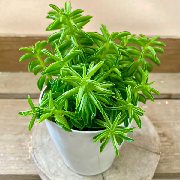 【発売日：2020年06月14日】ペペロミアは、観葉植物の中でも葉の色や形のバリエーションが豊富で個性的ないでたちが特徴。こちらは、肉厚な葉っぱがとても可愛らしい品種です。【サイズ】3.5号鉢※樹形など異なります。※鉢の色が異なる場合がござ...