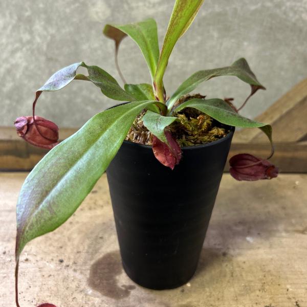 【発売日：2020年06月14日】ウツボカズラは、ツボのような形をした食虫植物です。ツルの先の捕虫袋に虫を誘い、落とし込んで消化、吸収します。株が生長すると6〜7月に、花びらが4枚の小さな黄色い花を咲かせます。奇妙な形と独特な色彩が個性的で...