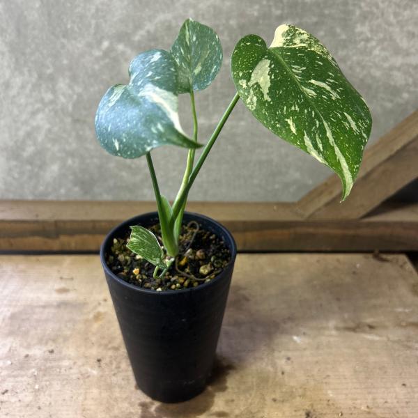 【発売日：2020年06月14日】大人気の観葉植物モンステラ葉は生長するにつれ、縁から切れ込みが入ったり穴があき、独特な面白い姿になります。デリシオーサの斑入り品種で、その散り斑が「星座（コンステレーション）」のように見えることから名付けら...