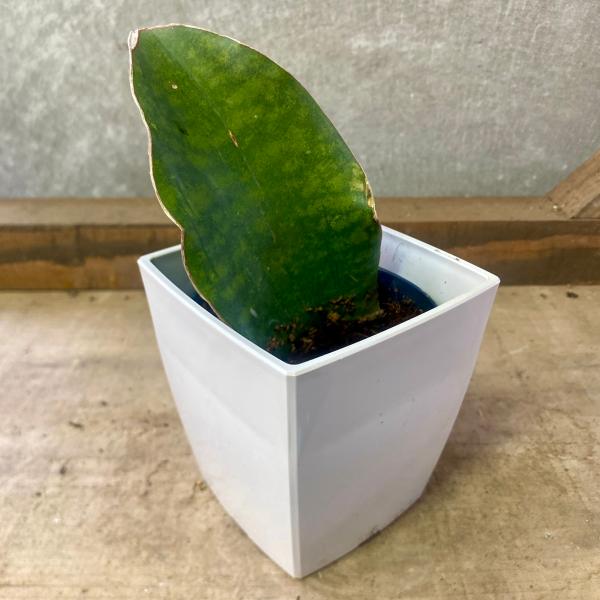 【発売日：2020年06月14日】サンスベリア ドラゴンウィングは、アフリカタンザニア原産でその強そうな名前にふさわしく、厚みのある葉がぎゅっと重なり合うそのシルエットは力強さを感じる植物です。葉はかなり肉厚で硬く四方に大きく広がって生長し...