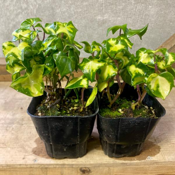 【発売日：2020年06月14日】マーガレットアイビーは、南アフリカ原産のキク科サワギク属の常緑つる性植物です。葉がアイビーに、花がマーガレットに似ていることからその名前がついています。晩秋に淡黄色花をつけ、肉厚で光沢のある葉は観賞価値が高...