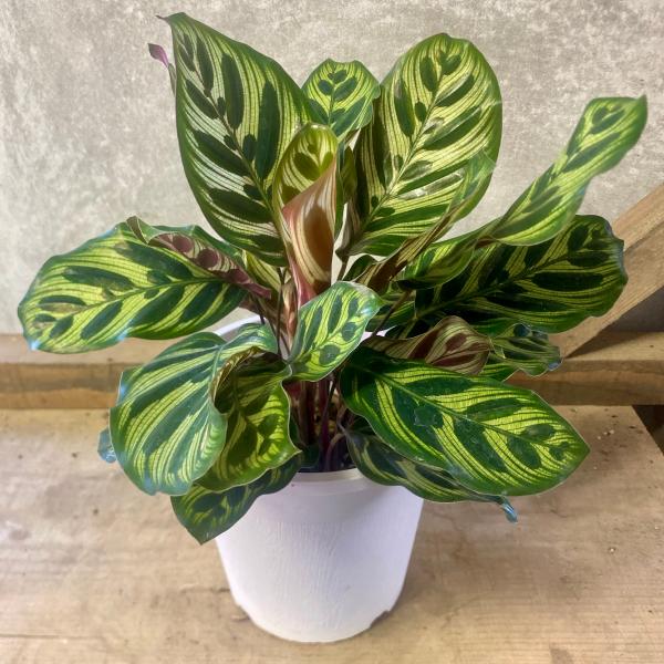 【発売日：2020年06月14日】カラテアは熱帯植物らしい葉模様が美しくエキゾチックな姿が人気の観葉植物です。こちらはポピュラーな品種です。美しい模様の葉で、表面は緑色、裏側から見ると紫色になっており葉の薄い部分は透けています。夜になると広...