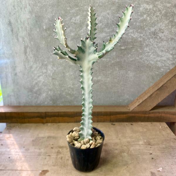 【発売日：2020年06月13日】ユーフォルビア・ホワイトゴーストは、トウダイグサ科のユーフォルビアの一種。ホワイトゴーストは、ユーフォルビア・ラクテアの園芸品種の斑入り種。その名の通り「白い幽霊」を思わせる不思議なフォルムと美しい白い肌が...