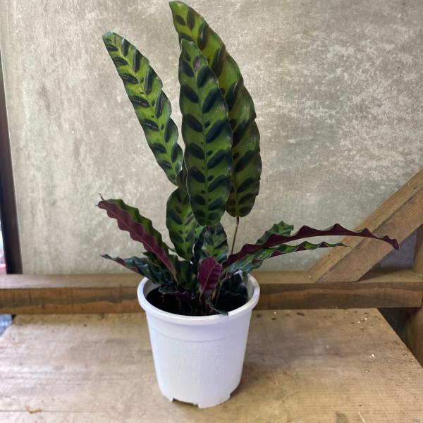 【発売日：2020年06月14日】カラテアは熱帯植物らしい葉模様が美しくエキゾチックな姿が人気の観葉植物です。このインシグニス（ランキフォリア）は、ブラジル原産。葉の表は黄緑色に濃緑色の斑が入り、裏面は赤紫色となる見ごたえのある観葉植物です...