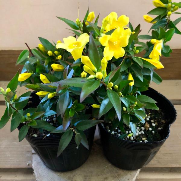 【発売日：2020年06月15日】カロライナジャスミンは、暑さ寒さに抵抗のある頑健で育てやすいツル性の低木です。鮮やかな黄色の花を咲かせ、優しい香りを春に放ちます。また、光沢のあるダークグリーンの葉は、秋から冬にかけて紅葉するので、四季折々...