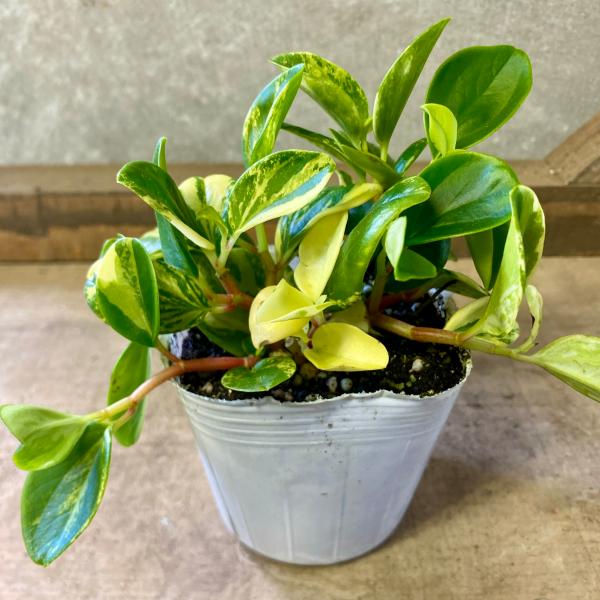 【発売日：2020年06月14日】ペペロミアは、観葉植物の中でも葉の色や形のバリエーションが豊富で個性的ないでたちが特徴。こちらの品種は、鮮やかな緑と薄黄色のマーブル模様の丸い葉っぱがかわいらしい。【サイズ】3号ポット※樹形、斑入り方（緑葉...