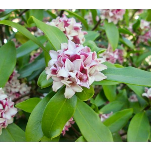 【発売日：2020年06月15日】沈丁花（ジンチョウゲ）は香り高い花を咲かせる春の代表的な樹木で、春の沈丁花（ジンチョウゲ）、夏の梔子、そして秋の金木犀を合わせて三大香木と称されます。ジンチョウゲ科の常緑低木で、春先に小さな花が毬のような塊...