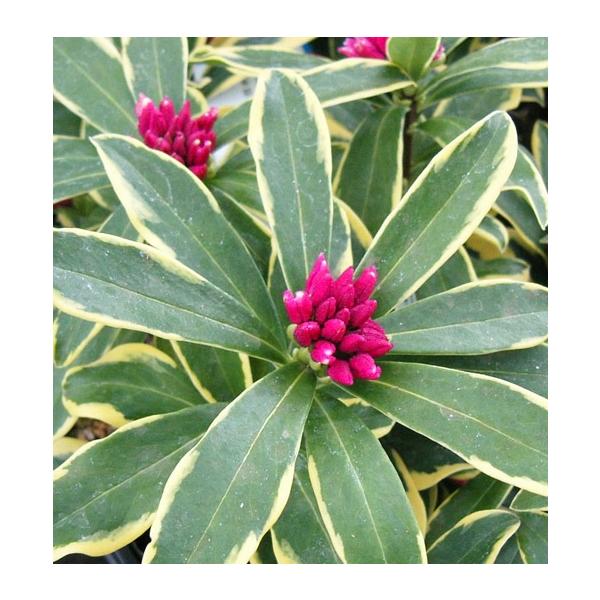 【発売日：2020年06月15日】沈丁花（ジンチョウゲ）は香り高い花を咲かせる春の代表的な樹木で、春の沈丁花（ジンチョウゲ）、夏の梔子、そして秋の金木犀を合わせて三大香木と称されます。ジンチョウゲ科の常緑低木で、春先に小さな花が毬のような塊...