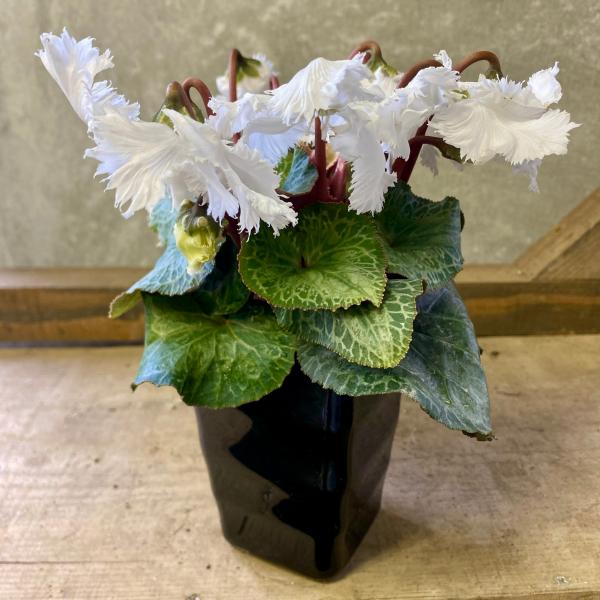 【発売日：2020年06月15日】スワンは、中輪系のミニシクラメン。弁先に綿毛のような細かな切れ込みが入るホワイト〜クリーム系の魅力的な花です。羽ばたく白鳥の群れを思わせるようなエレガントな雰囲気！【サイズ】3号鉢※樹形、開花状況など異なり...