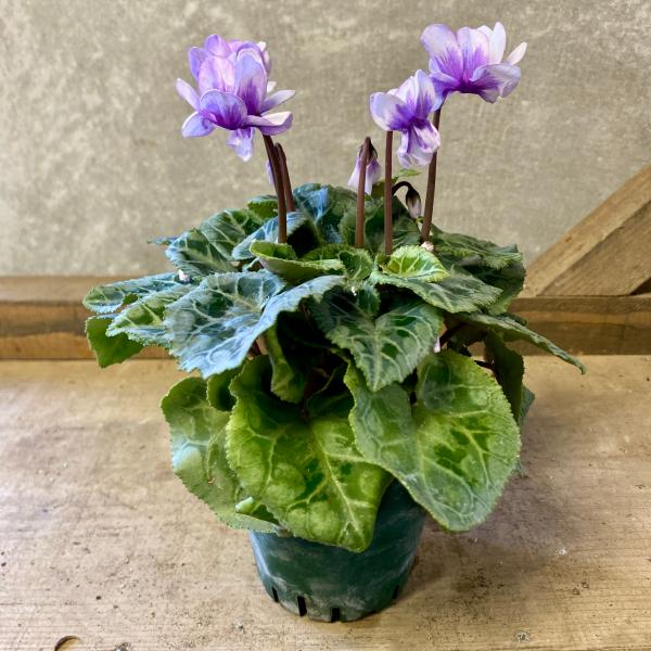 【発売日：2020年06月15日】イッセイ花園さんオリジナルの八重咲き小輪多花性タイプのシクラメン。紫と白の美しいグラデーションが魅力的。花持ちよく、長く楽しめます。【サイズ】3号ポット※樹形、開花状況、花色・花の形（環境などにより多少変わ...